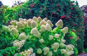 The Beauty of Limelight Hydrangeas: A Perfect Addition to Your Georgia ...